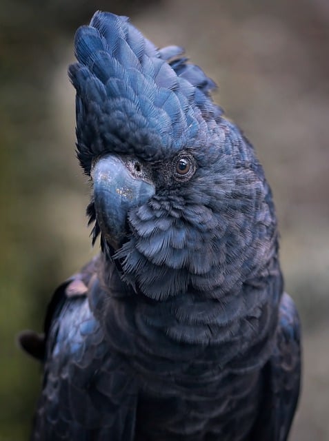世界で初めて認定された自然界最強クラスの猛毒を持つ鳥類 ズグロモリモズ | 毒ぽけ図鑑